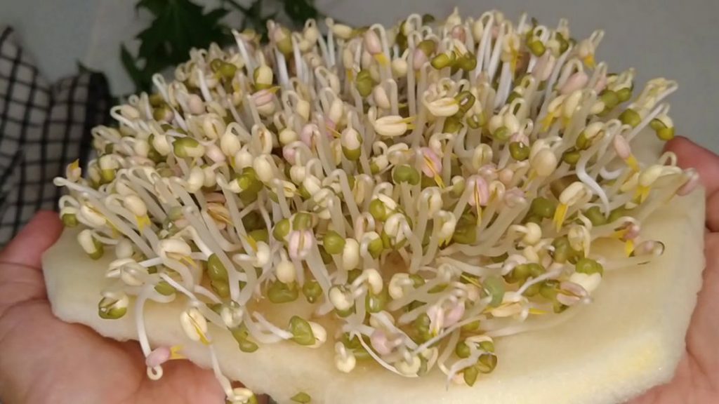 How to make green bean sprouts (Tauge) - TaleTravels.com - Travel ...