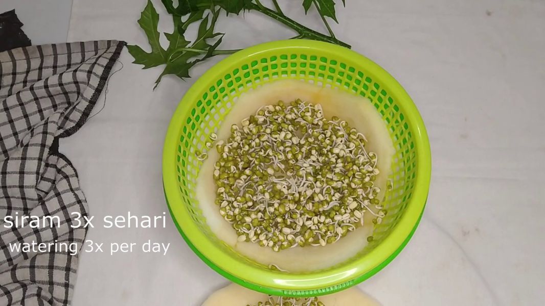 How to make green bean sprouts (Tauge) - TaleTravels.com - Travel ...