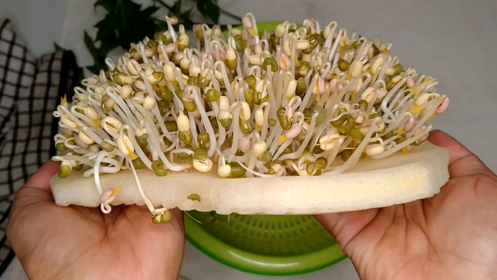 How to make green bean sprouts (Tauge) - TaleTravels.com - Travel ...