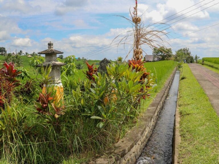 Subak in Bali: A Unique Blend of Culture, Community, and Farming