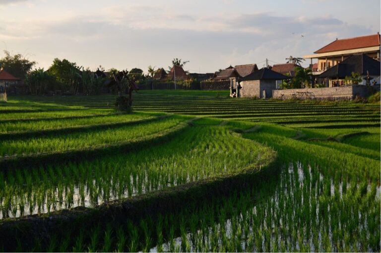 Subak in Bali: A Unique Blend of Culture, Community, and Farming