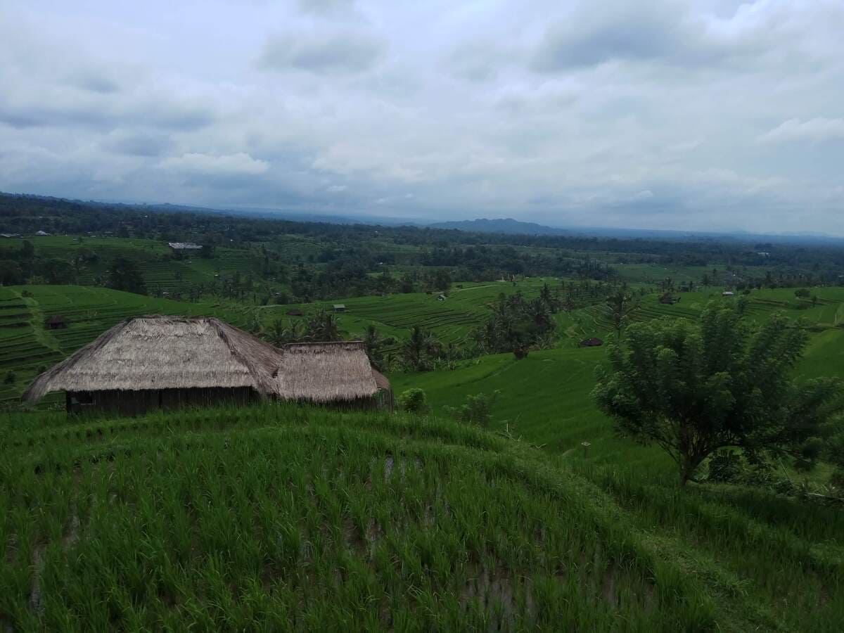 Jatiluwih Rice Terrace Guide: Bali's UNESCO Heritage Wonder