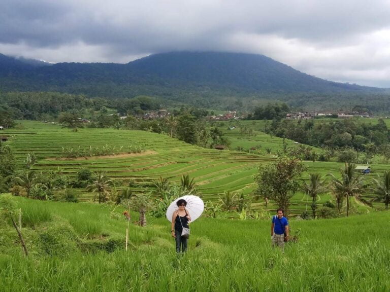 Subak in Bali: A Unique Blend of Culture, Community, and Farming