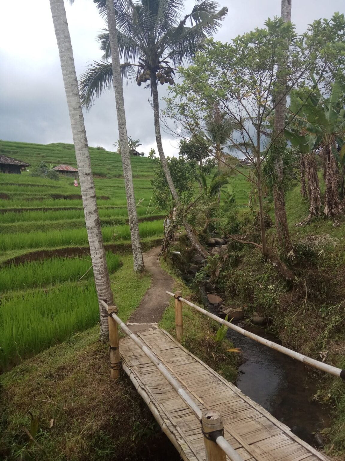 Subak in Bali: A Unique Blend of Culture, Community, and Farming