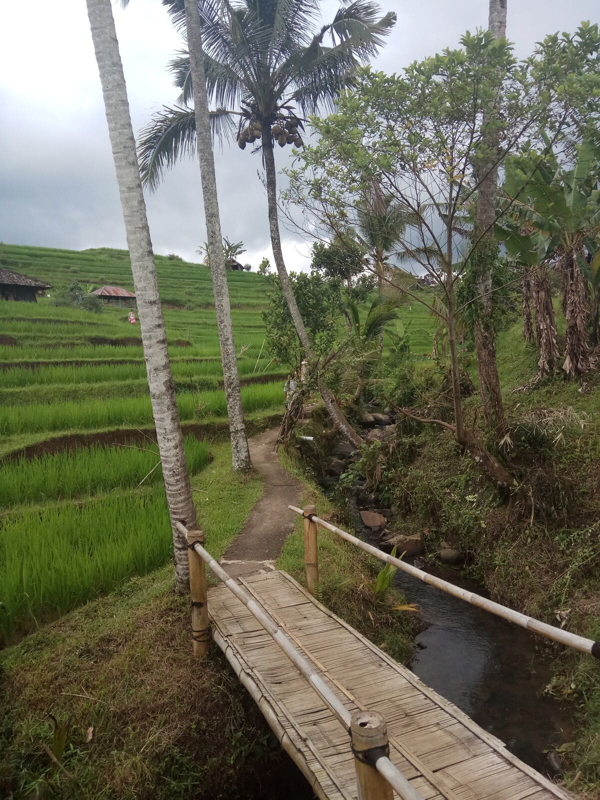 Subak in Bali: A Unique Blend of Culture, Community, and Farming