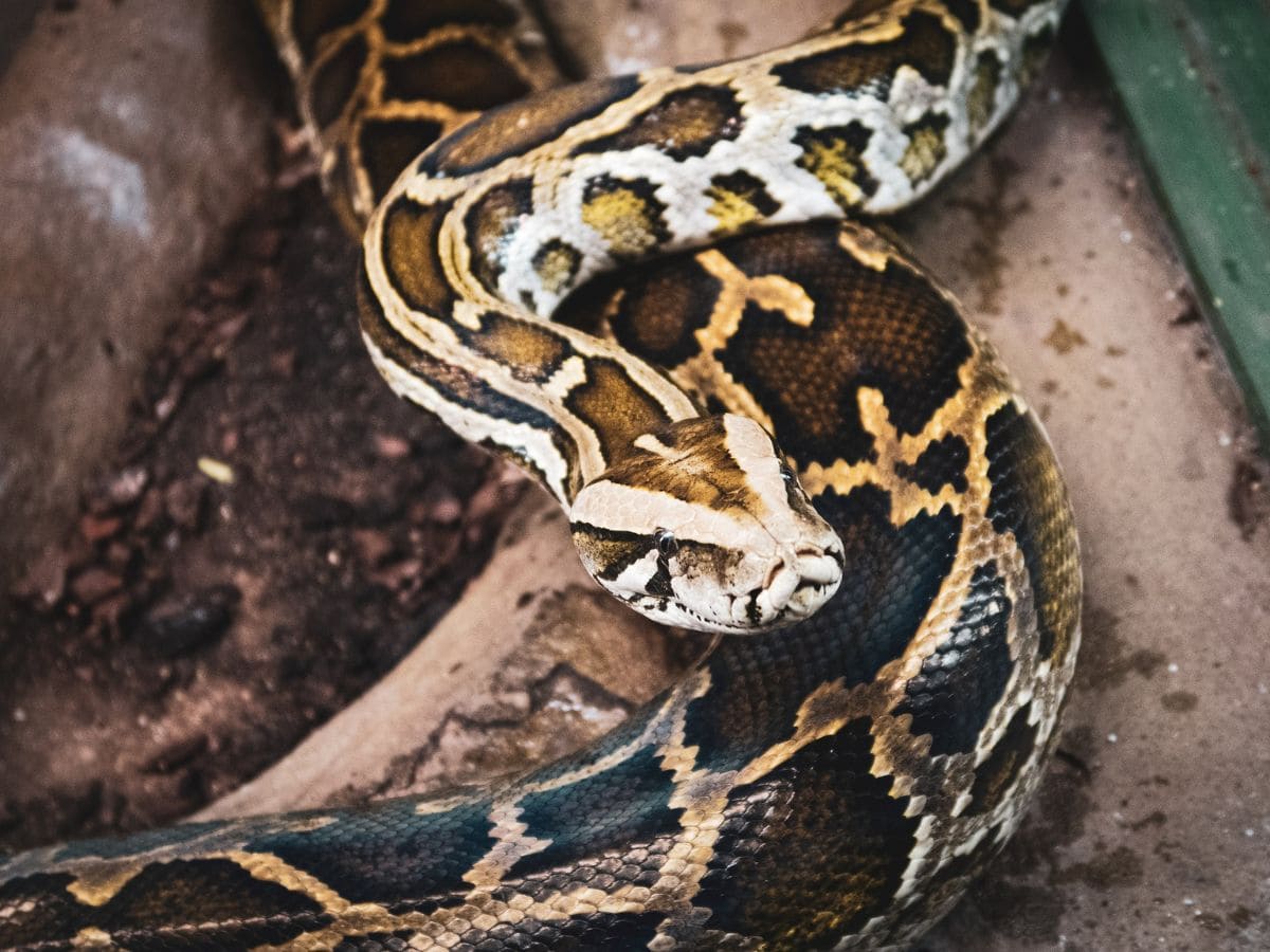 Snakes in Bali: Safety Tips and Facts for Travelers - TaleTravels.com ...