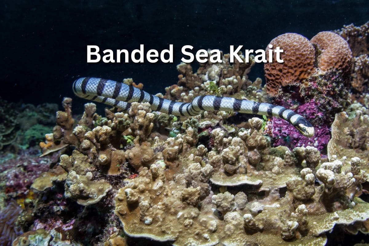 Snakes in Bali: Safety Tips and Facts for Travelers - TaleTravels.com ...