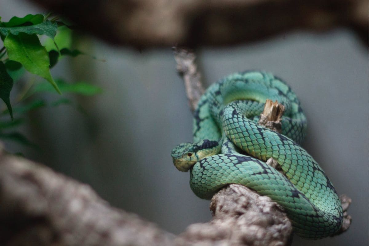 Snakes in Bali: Safety Tips and Facts for Travelers - TaleTravels.com ...