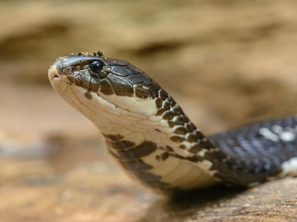Snakes in Bali: Safety Tips and Facts for Travelers - TaleTravels.com ...