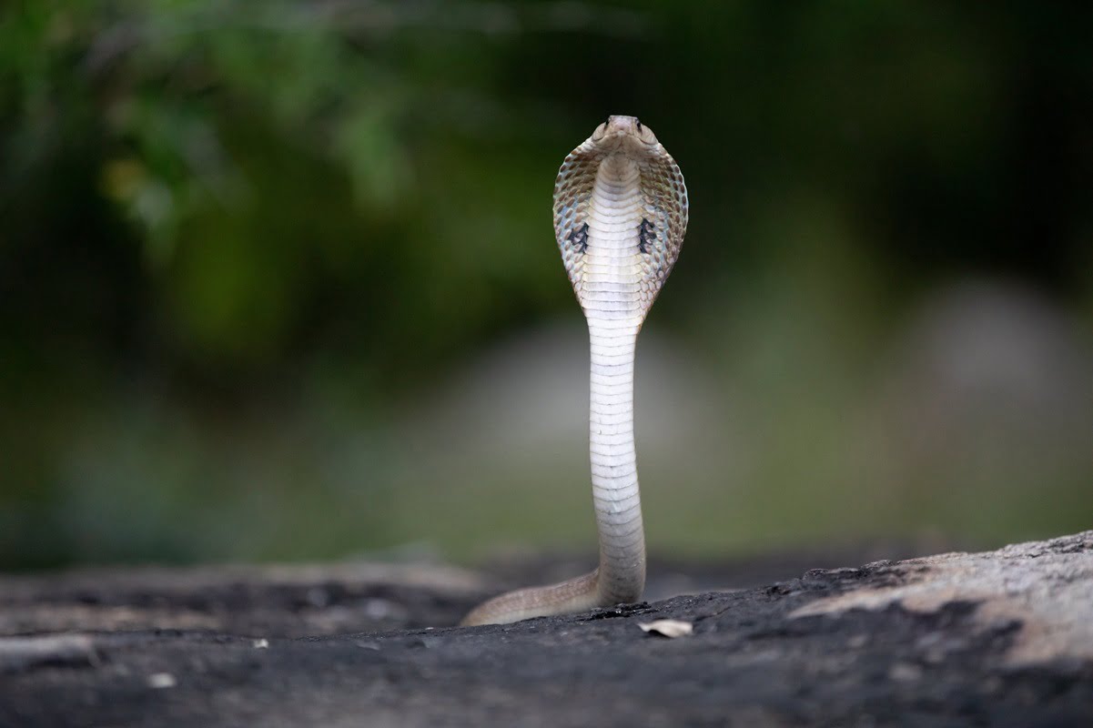 Snakes in Bali: Safety Tips and Facts for Travelers - TaleTravels.com ...
