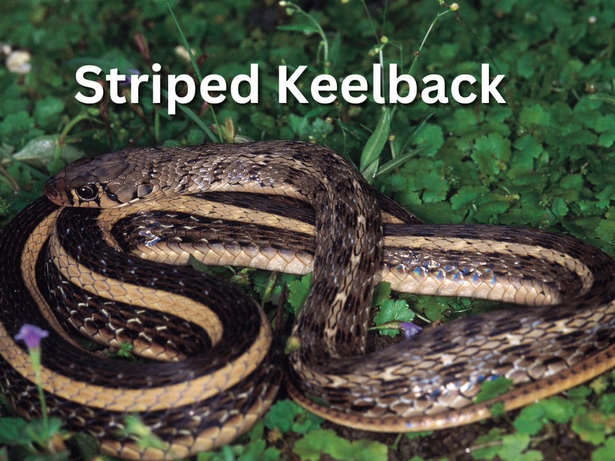 Snakes in Bali: Safety Tips and Facts for Travelers - TaleTravels.com ...