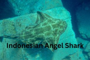 Sharks in Bali: Everything you need to know