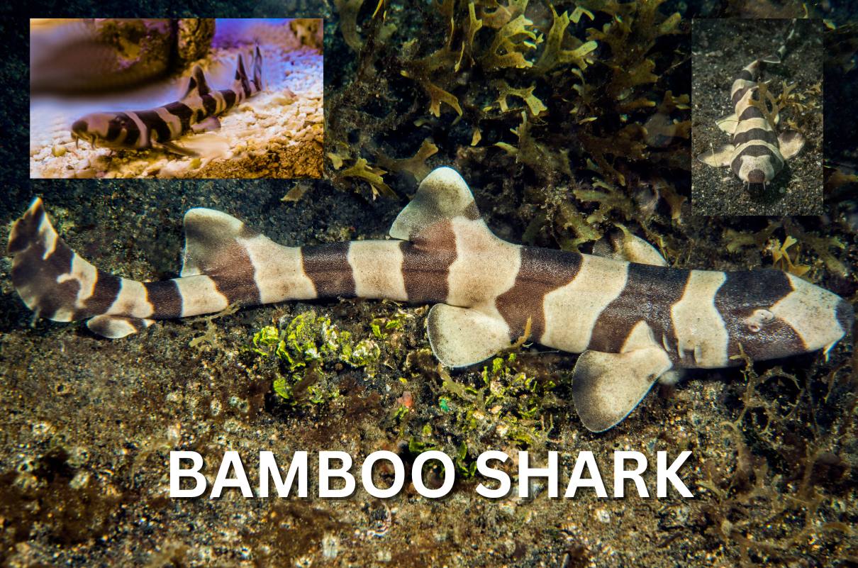 Sharks in Bali: Everything you need to know