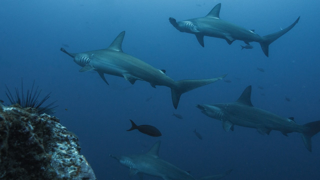 Sharks in Bali: Everything you need to know