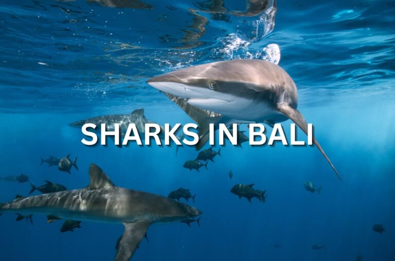Sharks in Bali: Everything you need to know