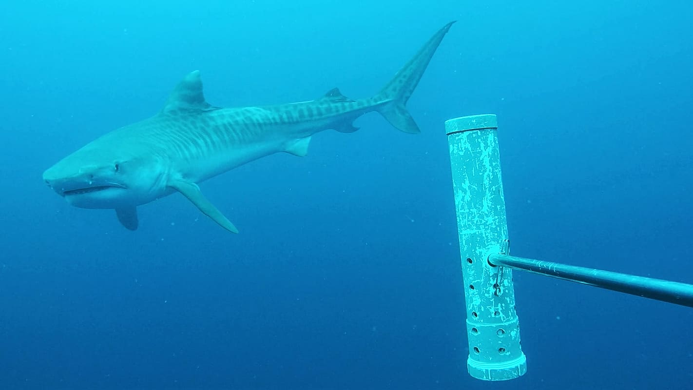 Sharks in Bali: Everything you need to know